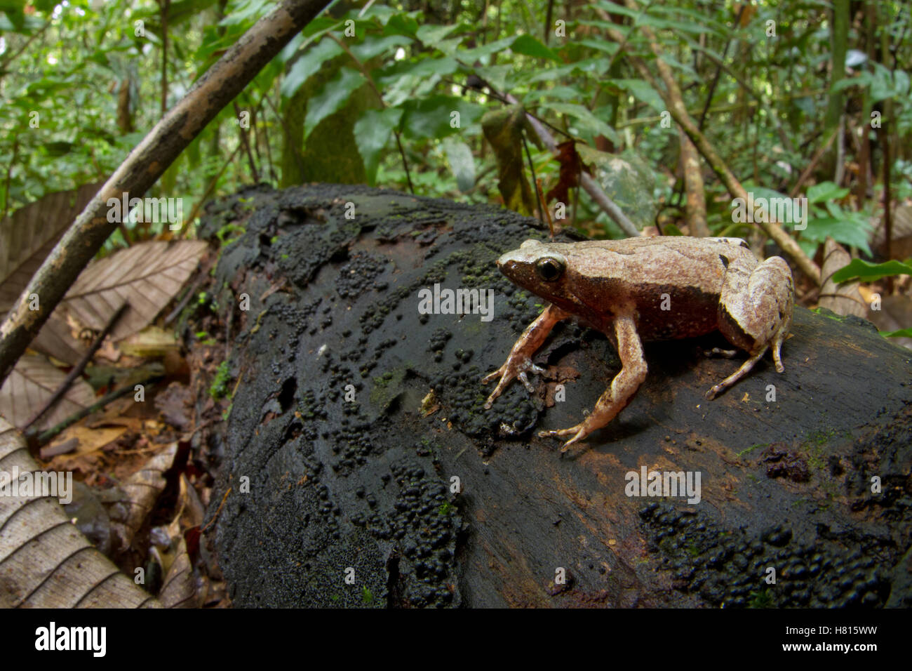 Microhylid Frog (Hamptophryne boliviana) in rainforest, Sipaliwini ...