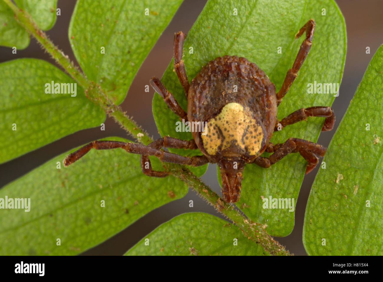 Tick in rainforest, Sipaliwini, Surinam Stock Photo - Alamy