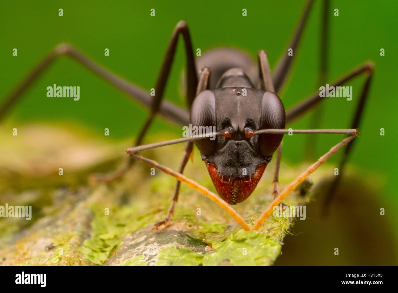 Ant (Gigantiops destructor), Sipaliwini, Surinam Stock Photo - Alamy