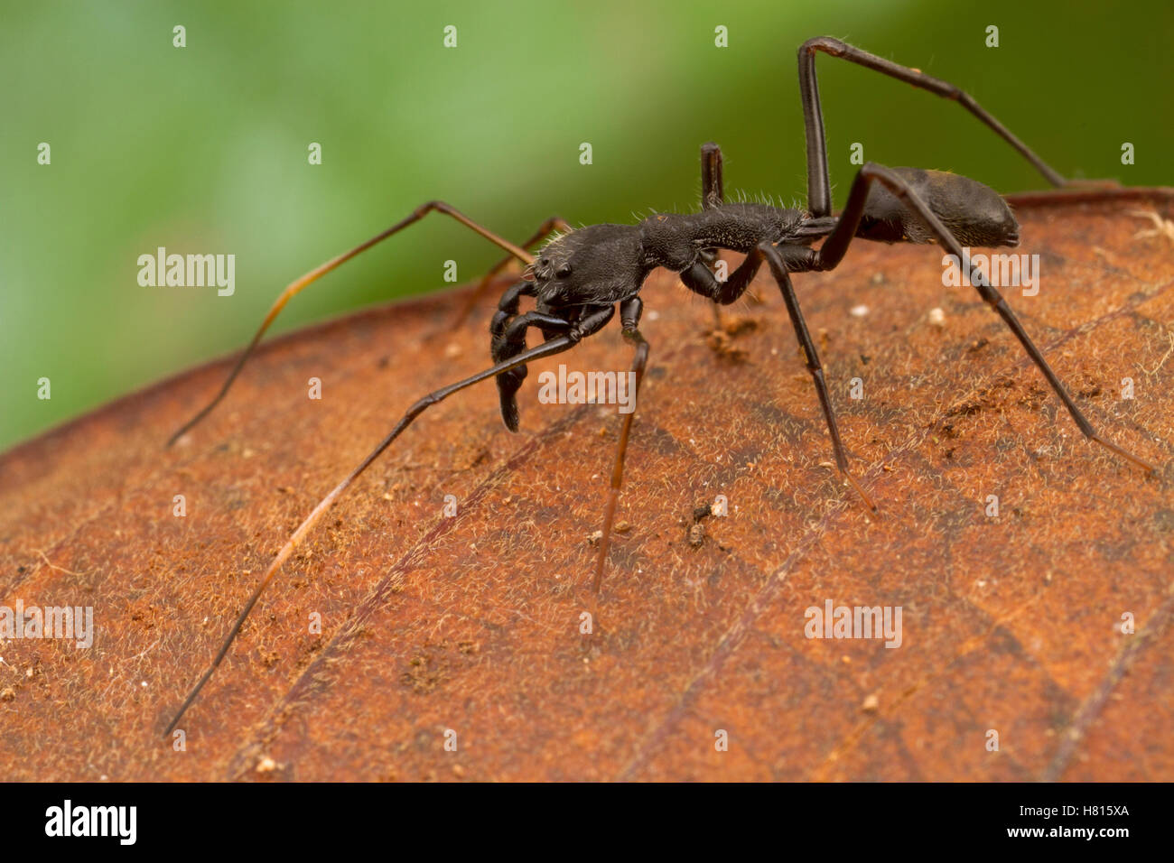 Jumping Spider (Salticidae), an ant mimic, Sipaliwini, Surinam Stock ...
