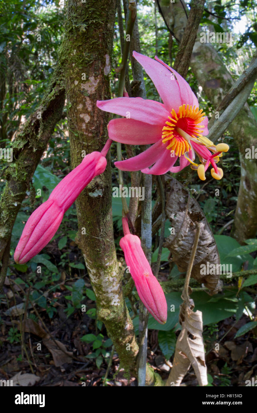 Passion Flower (Passiflora sp), Sipaliwini, Surinam Stock Photo - Alamy