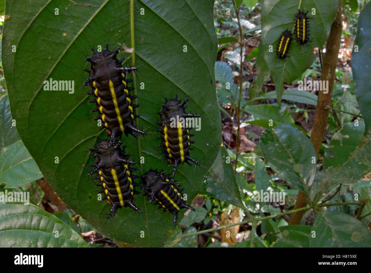 Cup Moth (Limacodidae) caterpillars in rainforest, Sipaliwini, Surinam ...