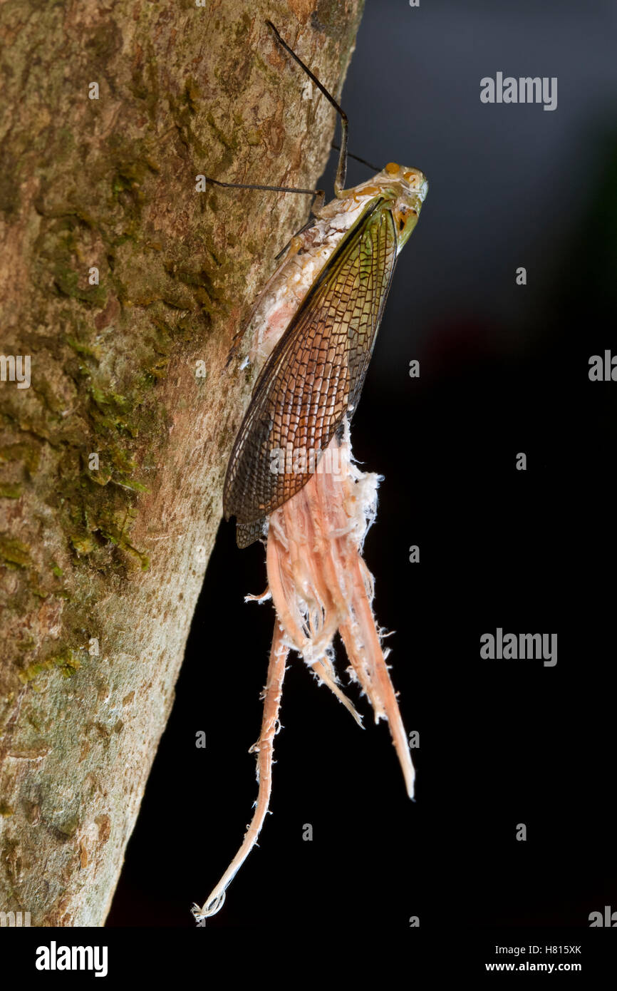 Fulgorid Planthopper (Pterodictya reticularis) with wax that easily ...