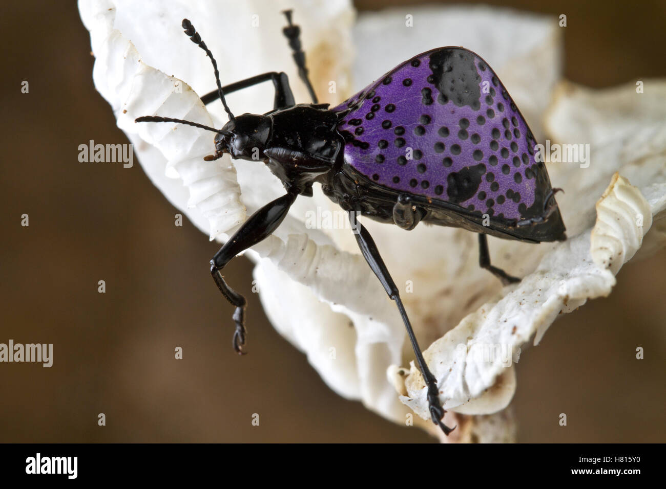 Fungus Beetle (Cypherotylus sp), Sipaliwini, Surinam Stock Photo - Alamy