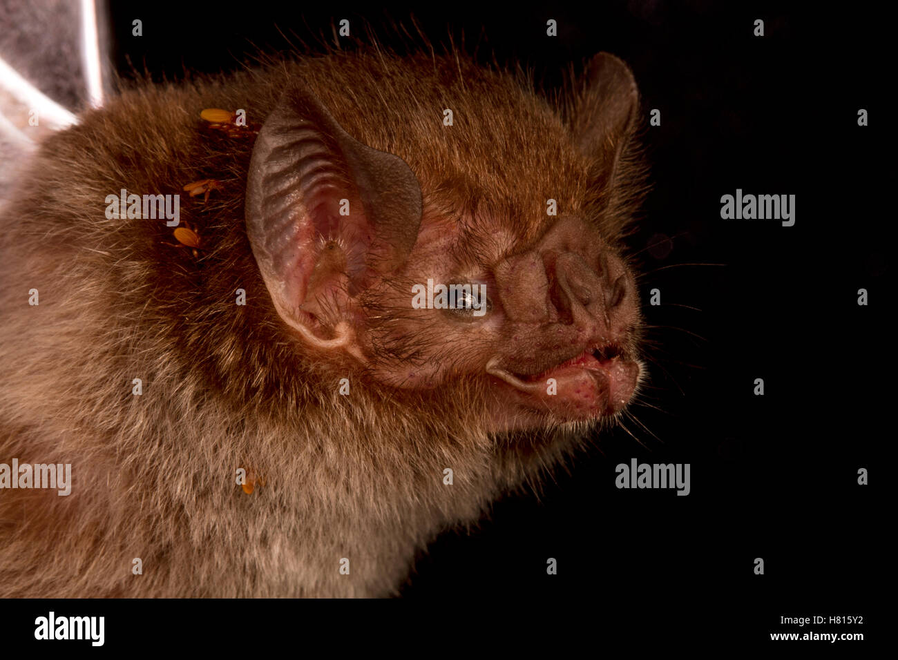 Vampire Bat (Desmodus rotundus) with parasitic Louse Flies (Trichobius parasiticus) behind its ...