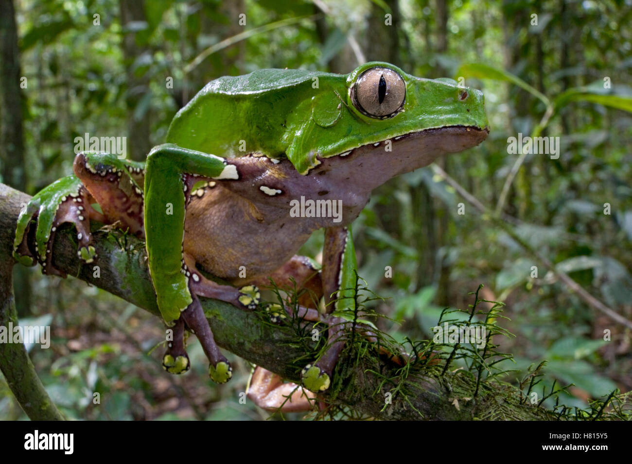 Giant Monkey Frog (Phyllomedusa bicolor) in rainforest, Brownsberg ...