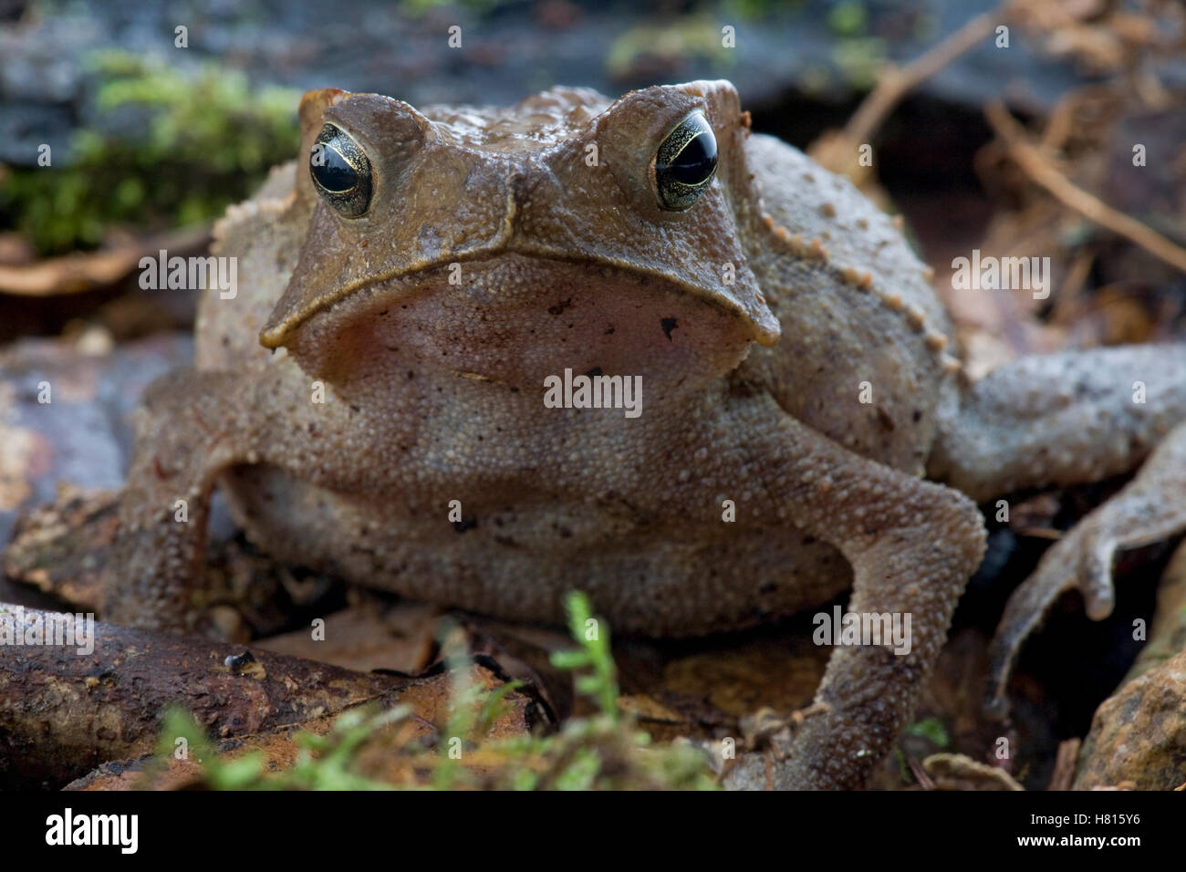Crested Forest Toad (Bufo margaritifer), Brownsberg Reserve, Surinam ...