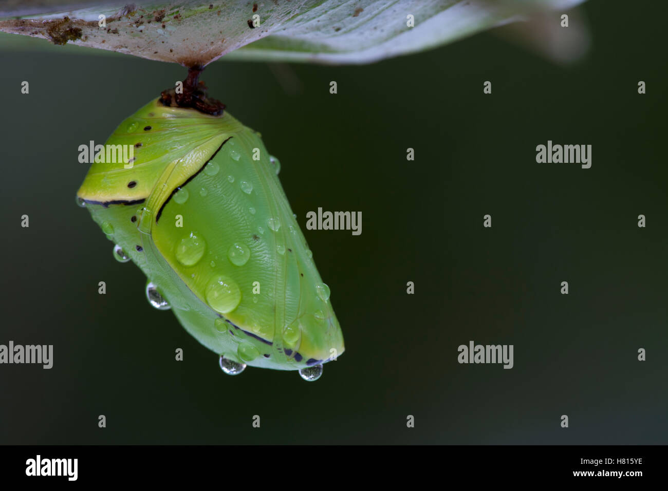 Butterfly chrysalis covered with water drops, Surinam Stock Photo - Alamy