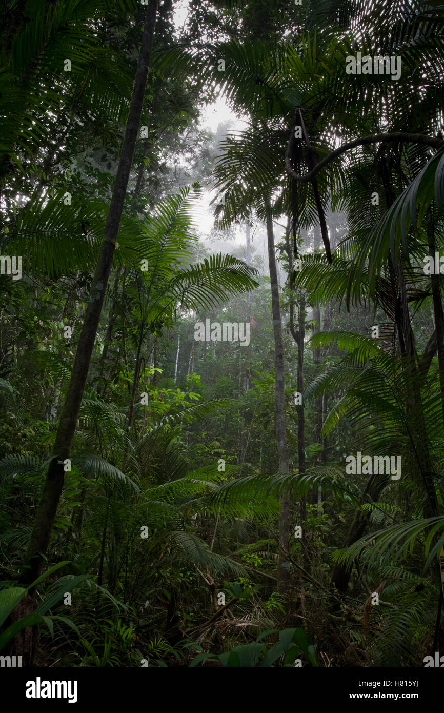 Lowland rainforest, Sipaliwini, Surinam Stock Photo - Alamy