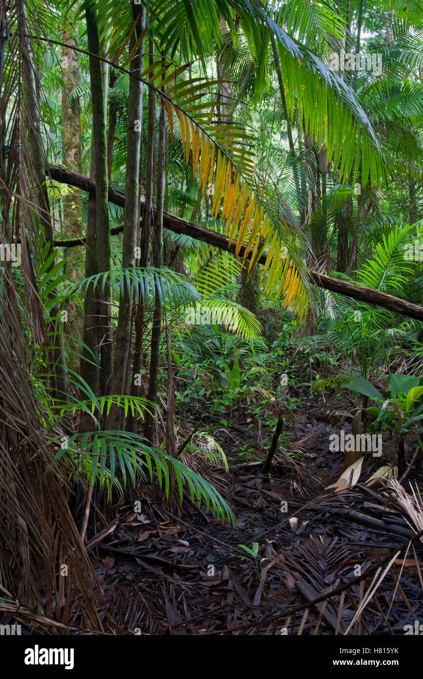 Lowland rainforest, Sipaliwini, Surinam Stock Photo - Alamy