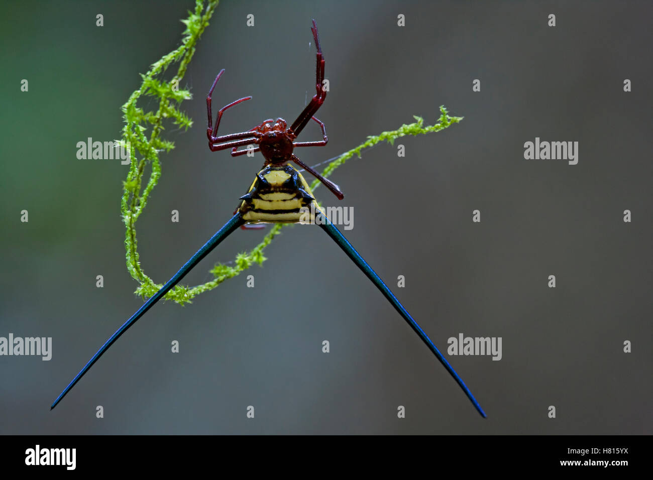 Orb-weaver Spider (Araneidae) in web, Surinam Stock Photo - Alamy