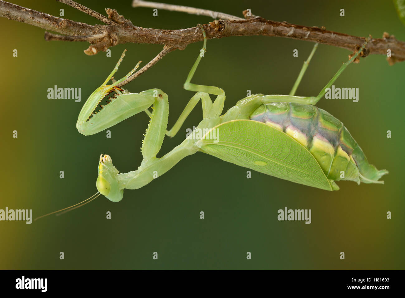 Mantid (Taumantis sp) female, Zambia Stock Photo - Alamy