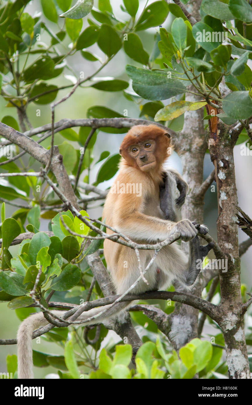 Proboscis Monkey (Nasalis larvatus) five to six month old baby, Sabah ...