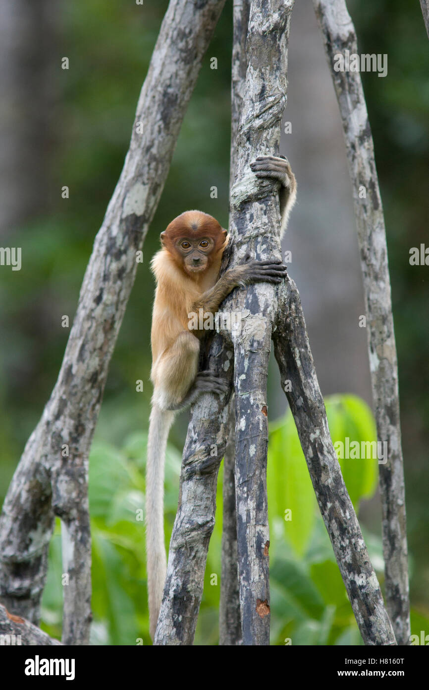 Proboscis Monkey (Nasalis larvatus) four month old baby in tree, Sabah ...