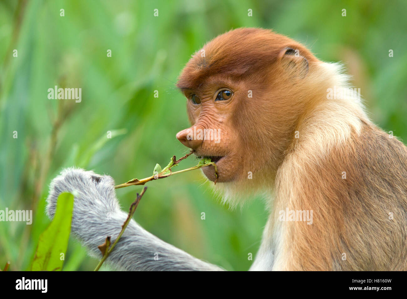 Proboscis Monkey (Nasalis larvatus) female feeding on leaves of ...