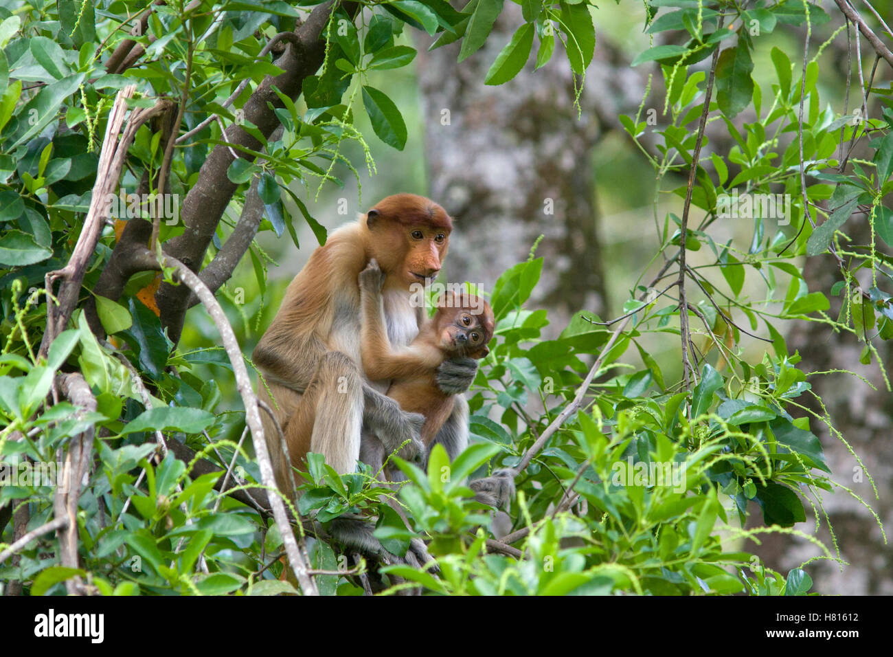 Proboscis Monkey (Nasalis larvatus) young male playing with two month ...