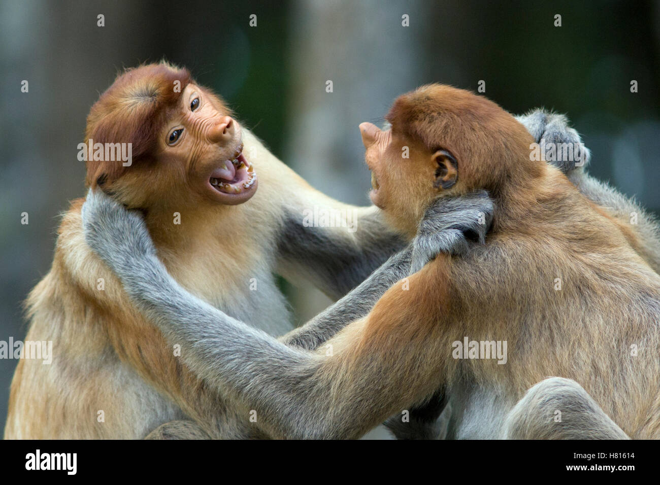 Proboscis Monkey (Nasalis larvatus) sub-adult males play fighting ...