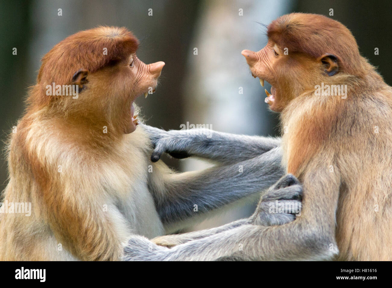 Proboscis Monkey (Nasalis larvatus) sub-adult males play fighting ...