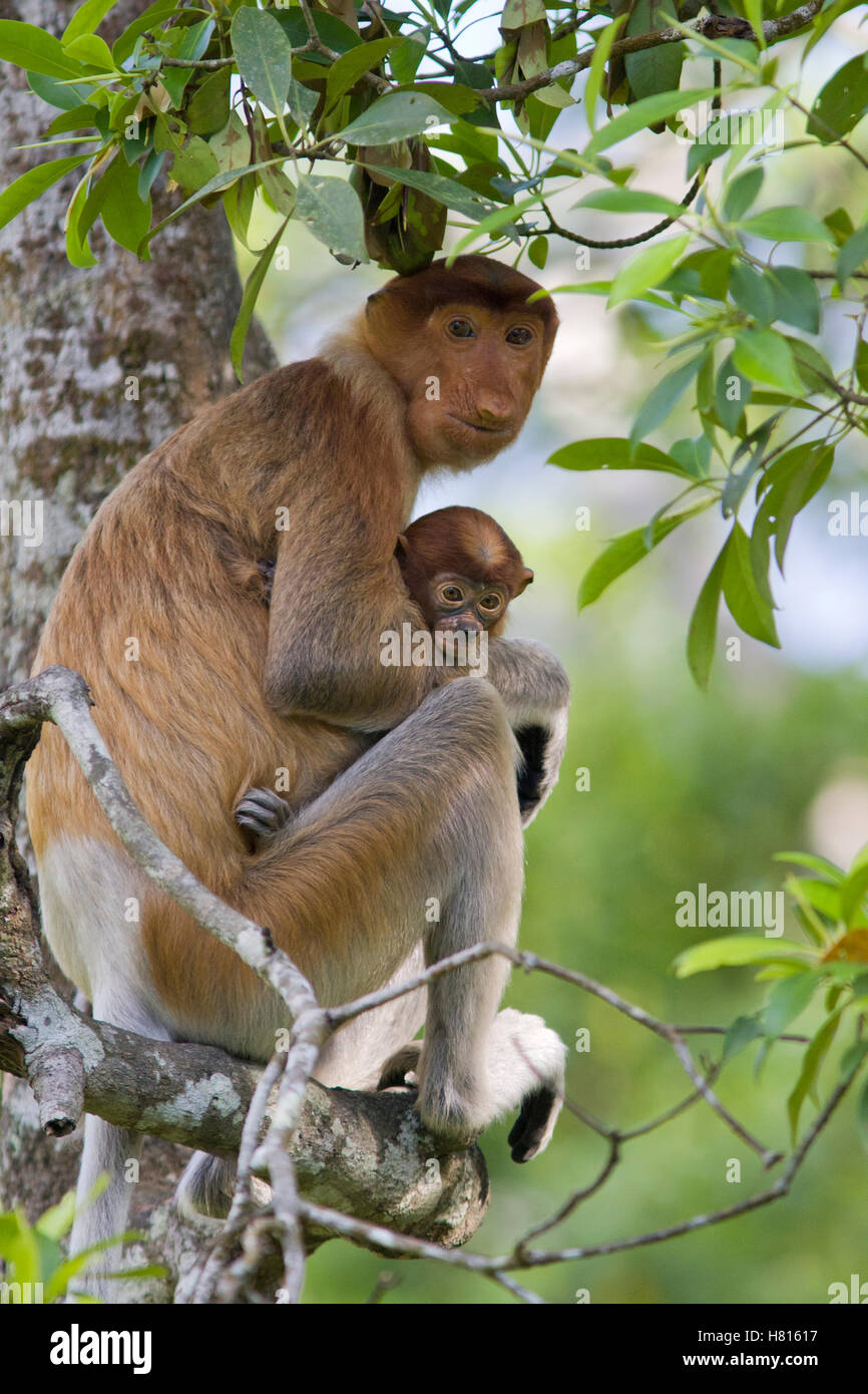 Proboscis Monkey (Nasalis larvatus) female and one month old baby ...
