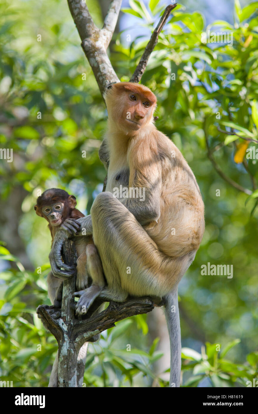 Proboscis Monkey (Nasalis larvatus) female and three to four week old ...