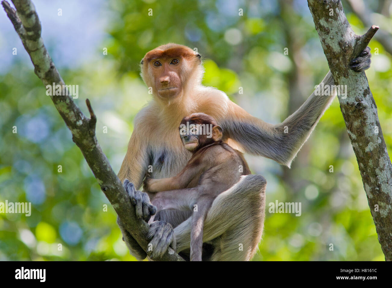 Proboscis Monkey (Nasalis larvatus) female and three to four week old ...