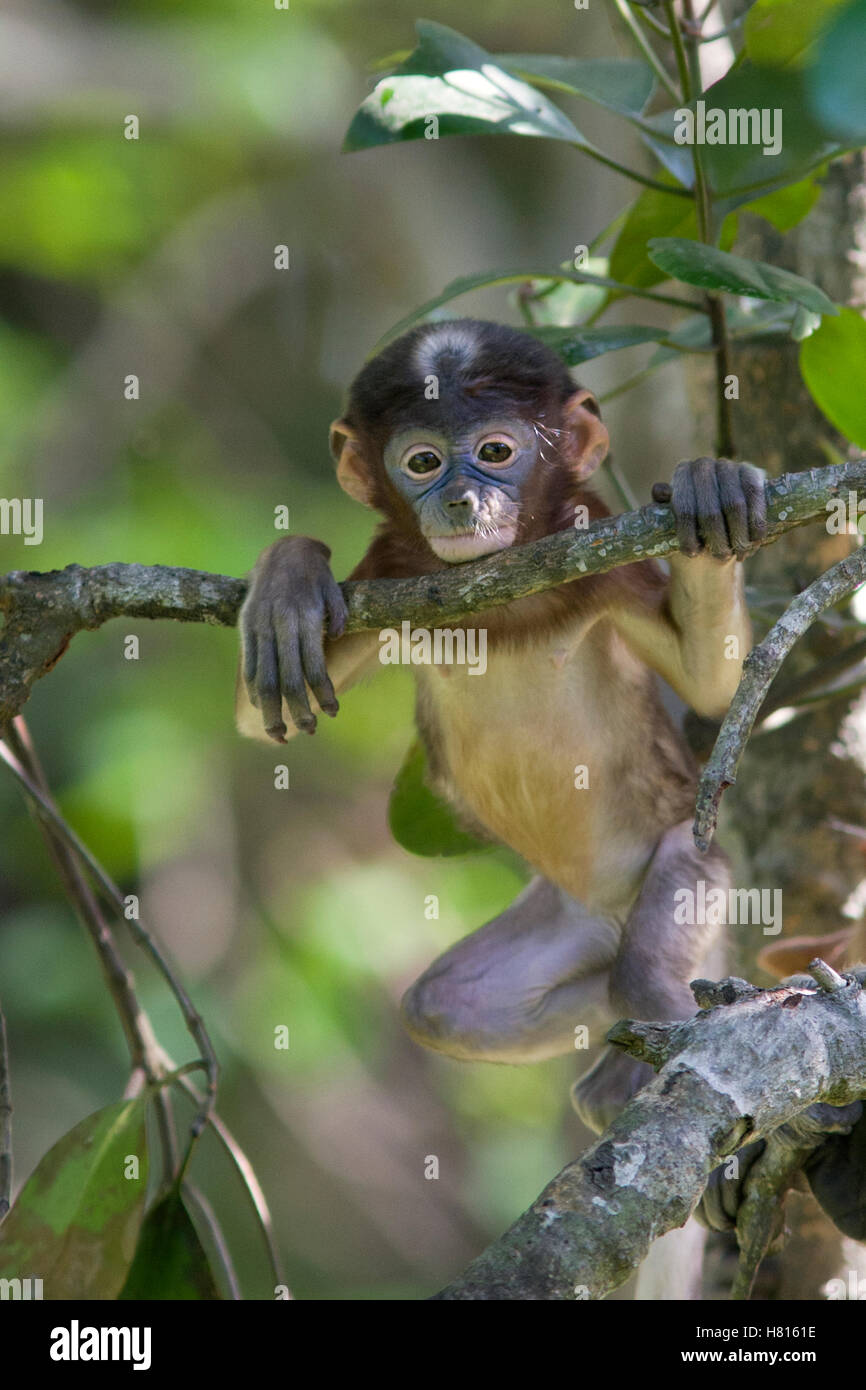 Proboscis Monkey (Nasalis larvatus) three to four week old baby in tree ...
