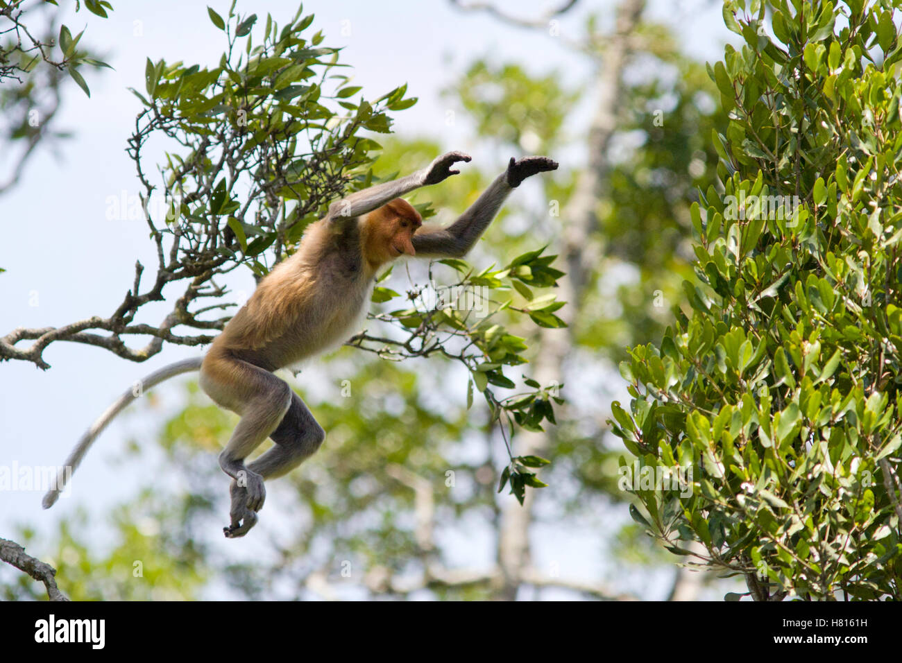 Proboscis Monkey (Nasalis larvatus) leaping between trees, Sabah ...