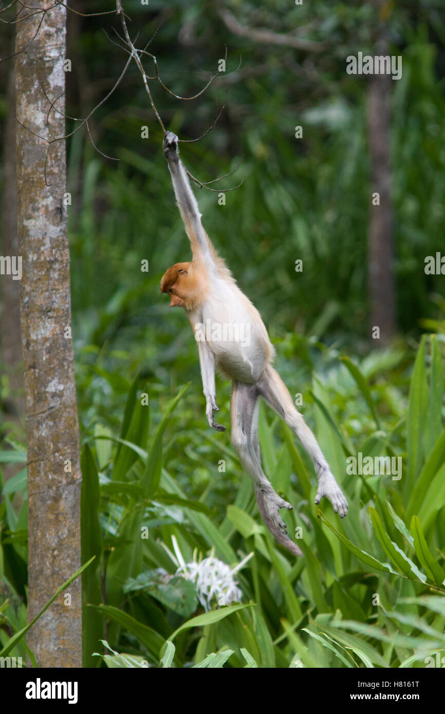 Proboscis Monkey (Nasalis larvatus) juvenile hanging from tree, Sabah ...