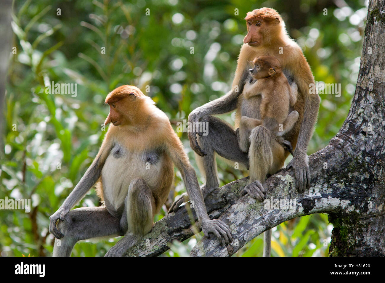 Proboscis Monkey (Nasalis larvatus) females and two month old baby ...