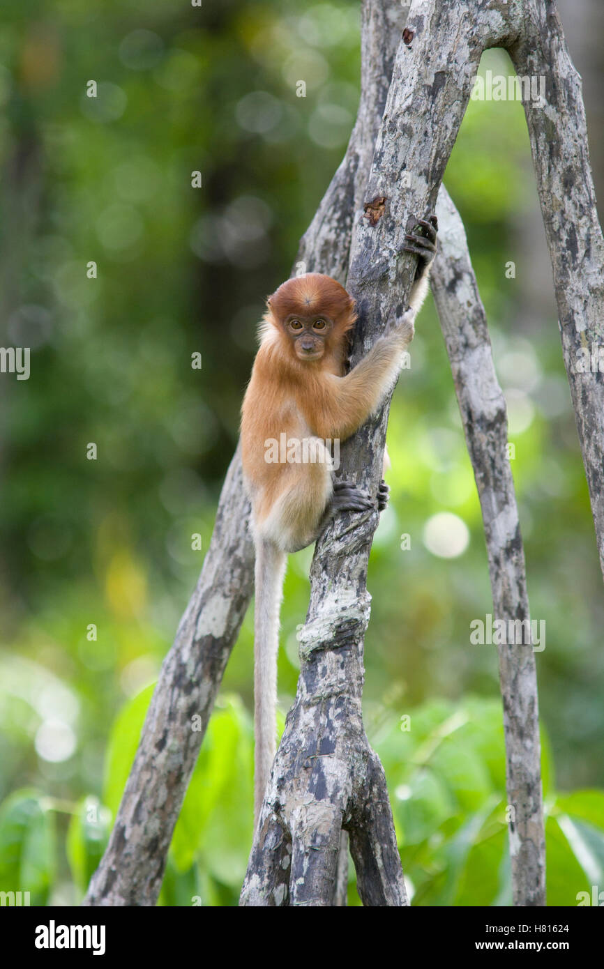 Proboscis Monkey (Nasalis larvatus) three month old baby in tree, Sabah ...