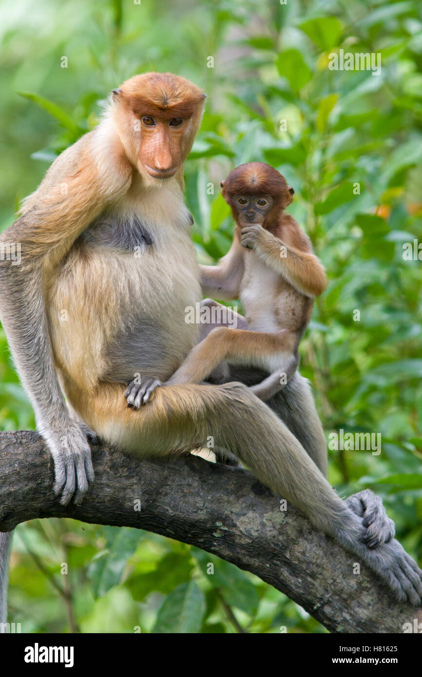 Proboscis Monkey (Nasalis larvatus) female with two month old baby ...