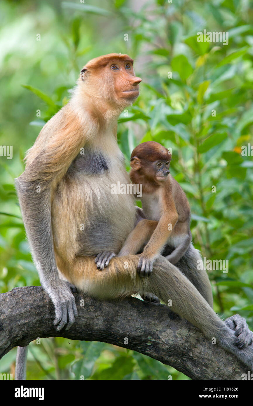 Proboscis Monkey (Nasalis larvatus) female with two month old baby ...