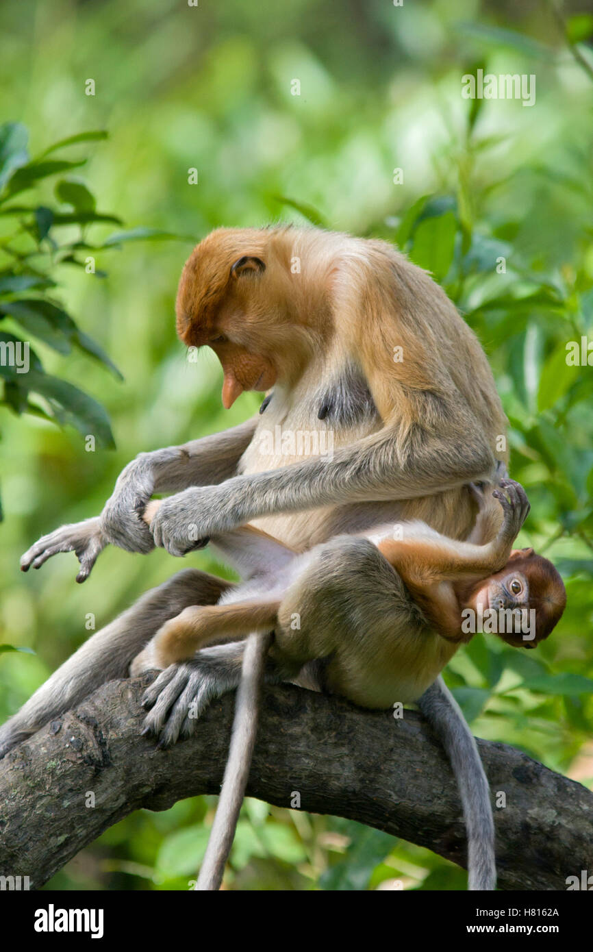 Baby monkey grooming parent High Resolution Stock Photography and ...