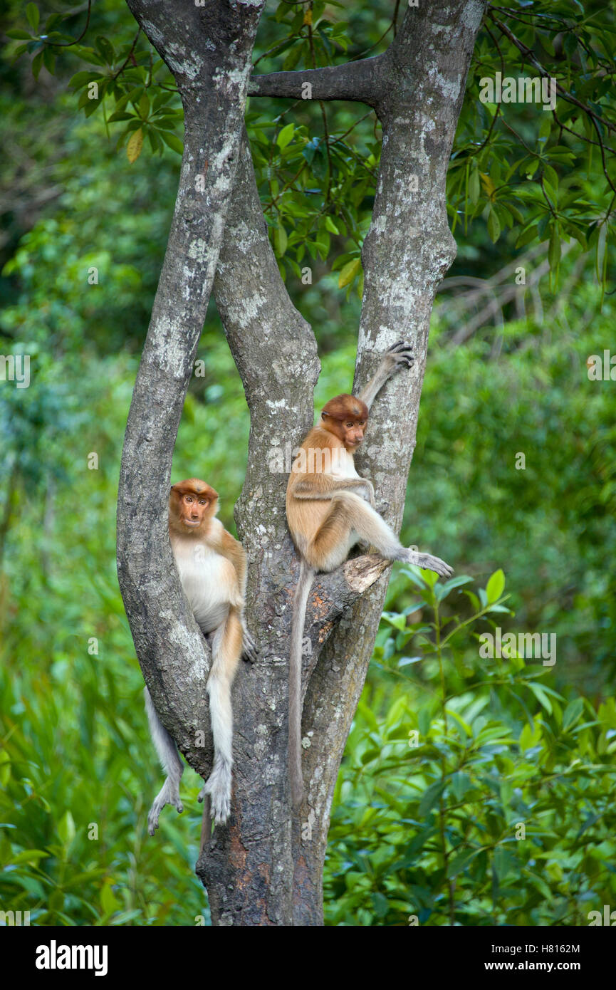Proboscis Monkey (Nasalis larvatus) juveniles sitting in crook of tree ...