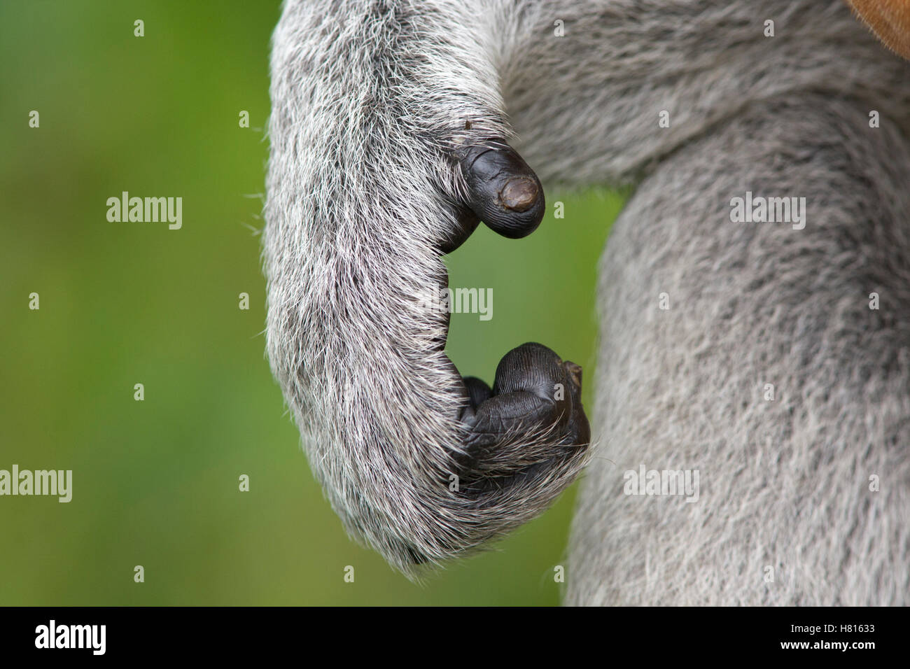 Proboscis Monkey (Nasalis larvatus) hand, Sabah, Malaysia Stock Photo ...