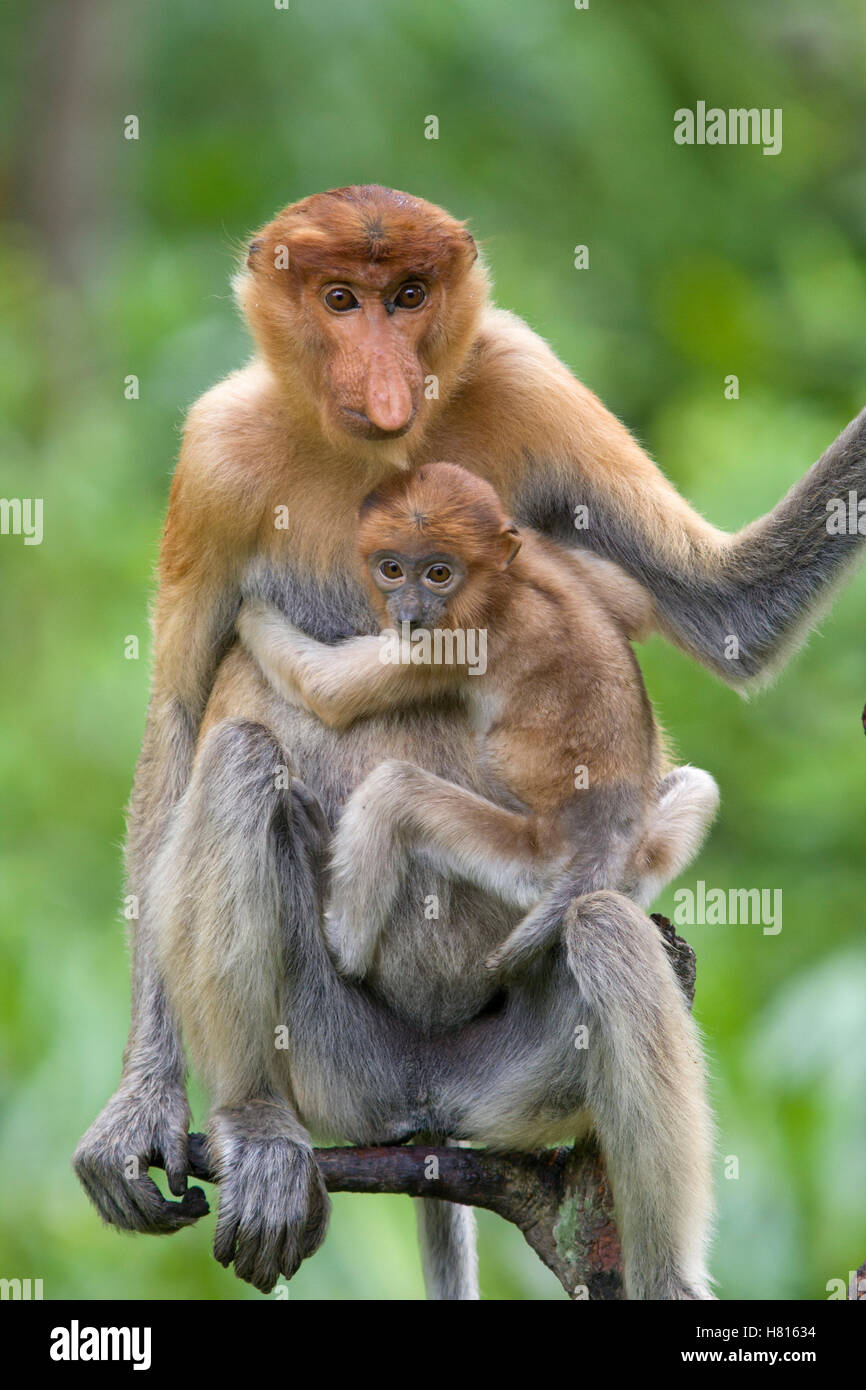 Proboscis Monkey (Nasalis larvatus) female and six to eight week old ...