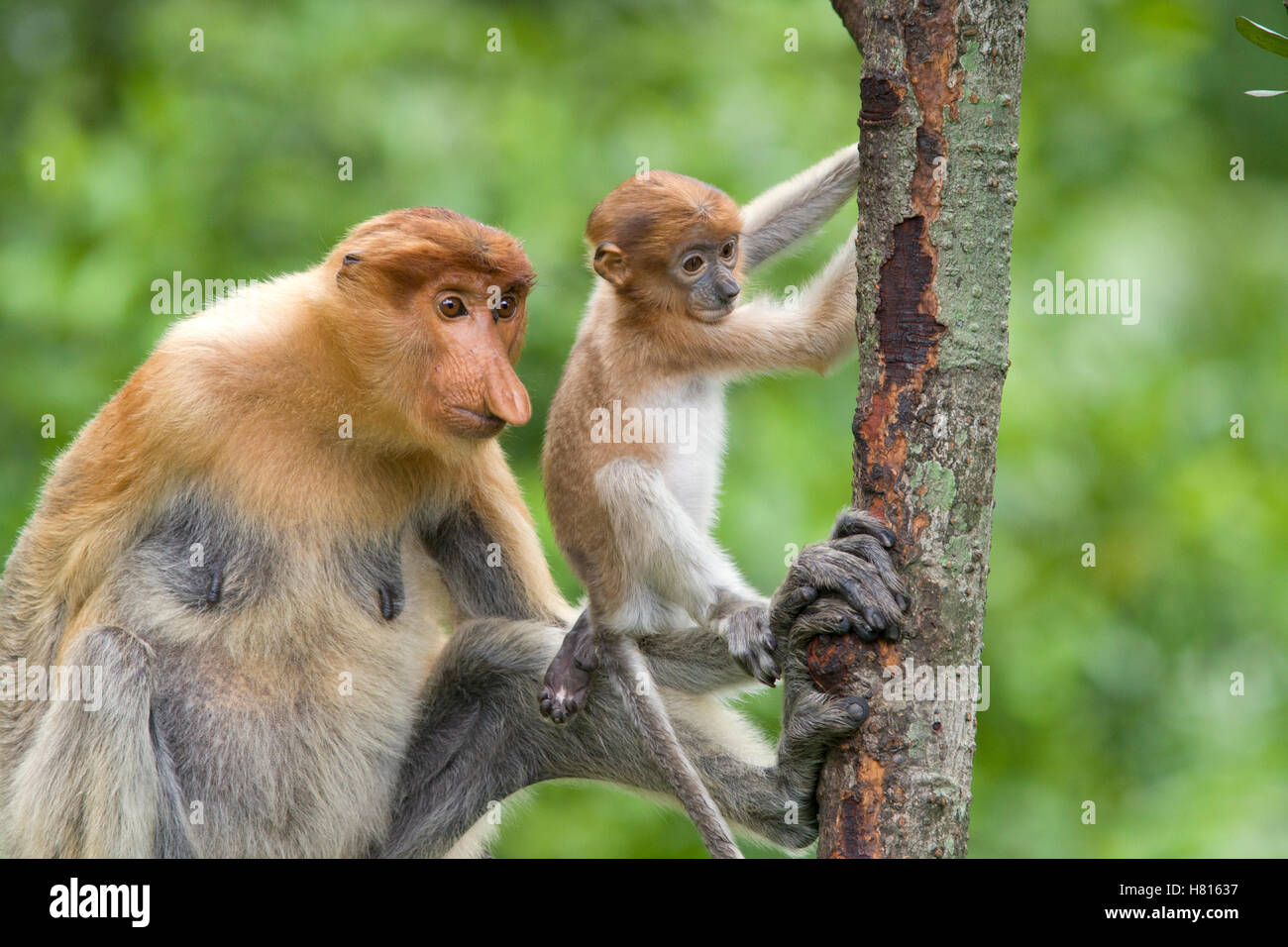 Proboscis Monkey (Nasalis larvatus) female and six to eight week old ...