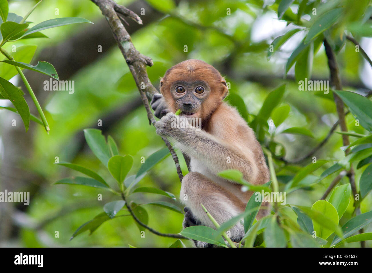 Proboscis Monkey (Nasalis larvatus) six to eight week old baby feeding ...