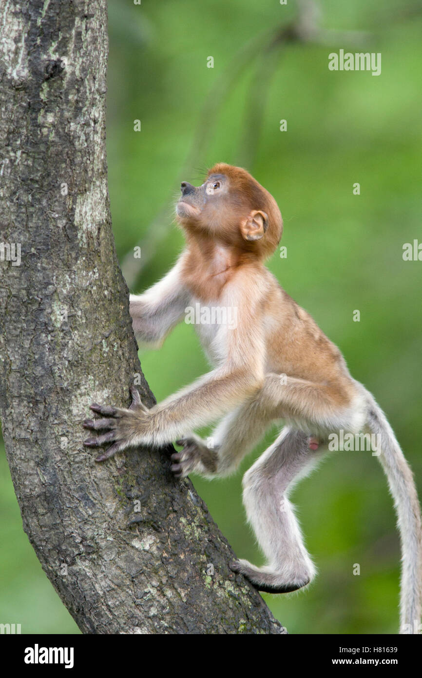 Proboscis Monkey (Nasalis larvatus) six to eight week old baby climbing ...
