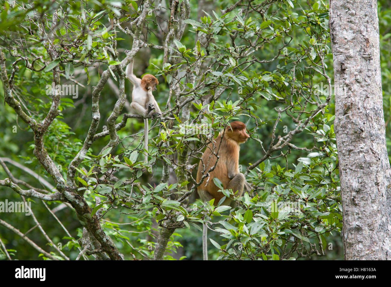 Proboscis Monkey (Nasalis larvatus) mother and baby in tree, Sabah ...
