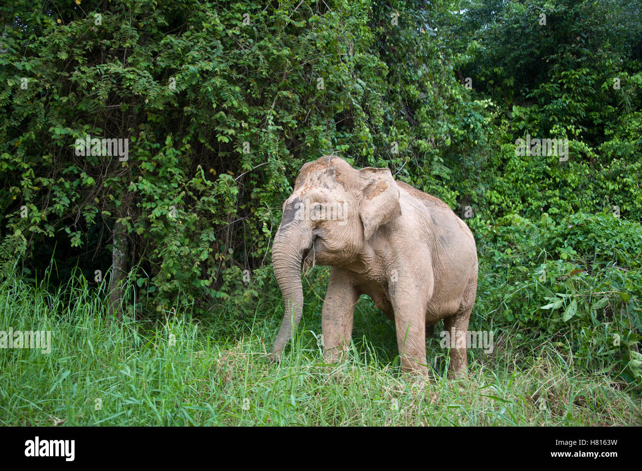 Borneo Pygmy Elephant (Elephas maximus borneensis) at edge of ...