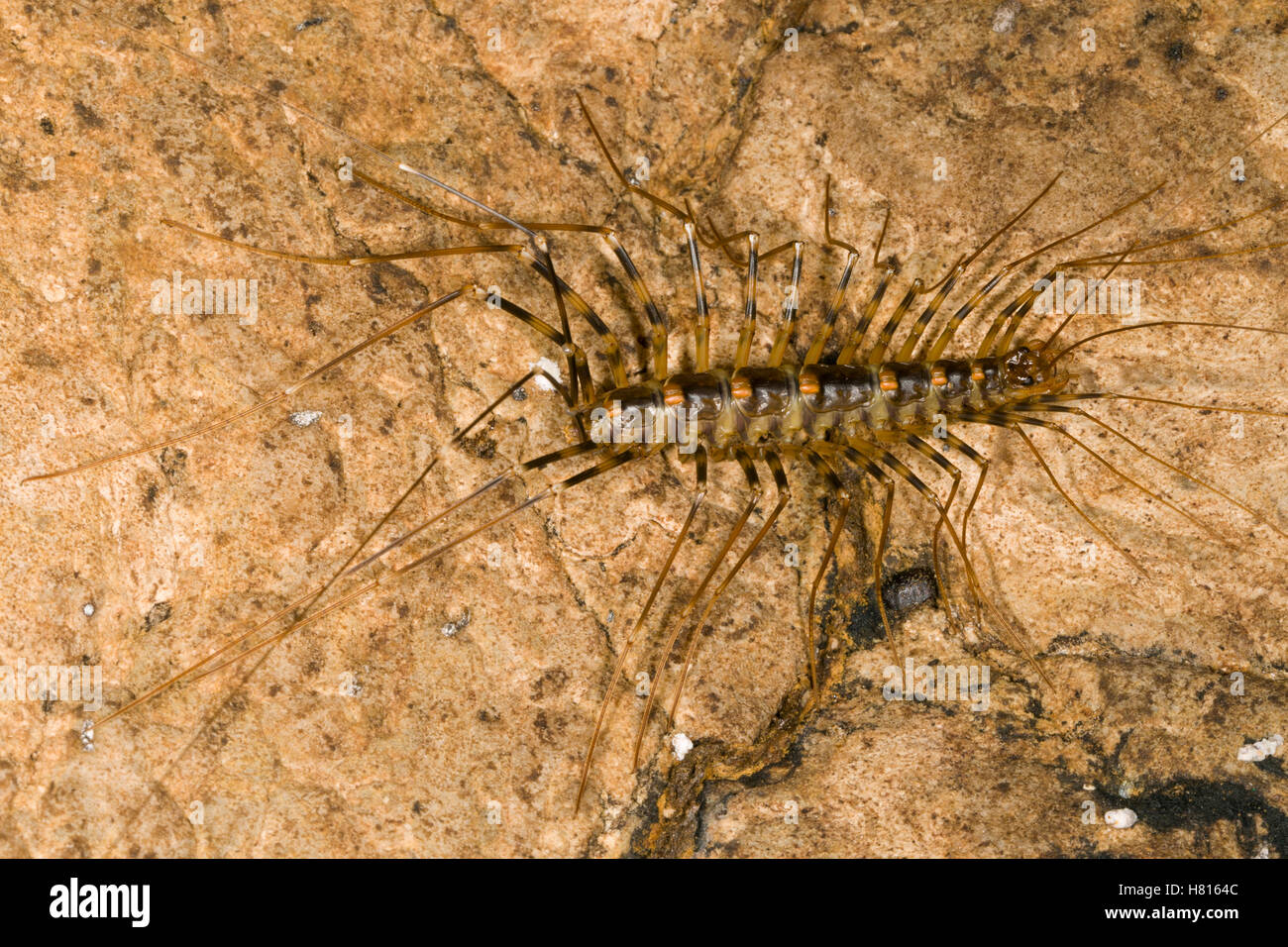 Gomantong cave centipede hi-res stock photography and images - Alamy