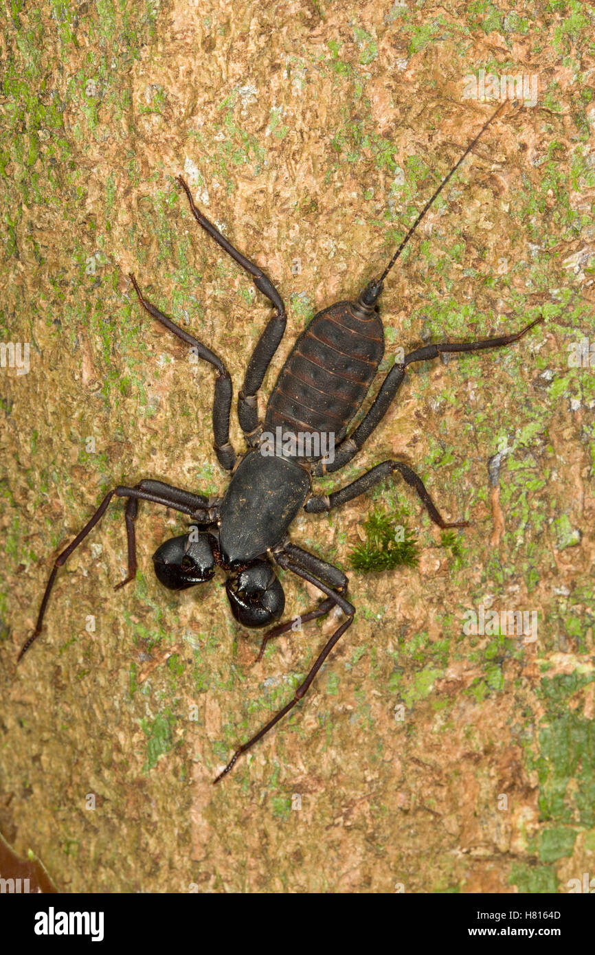 Vinegarroon (Thelyphonidae) a whip scorpion, Danum Valley Conservation ...