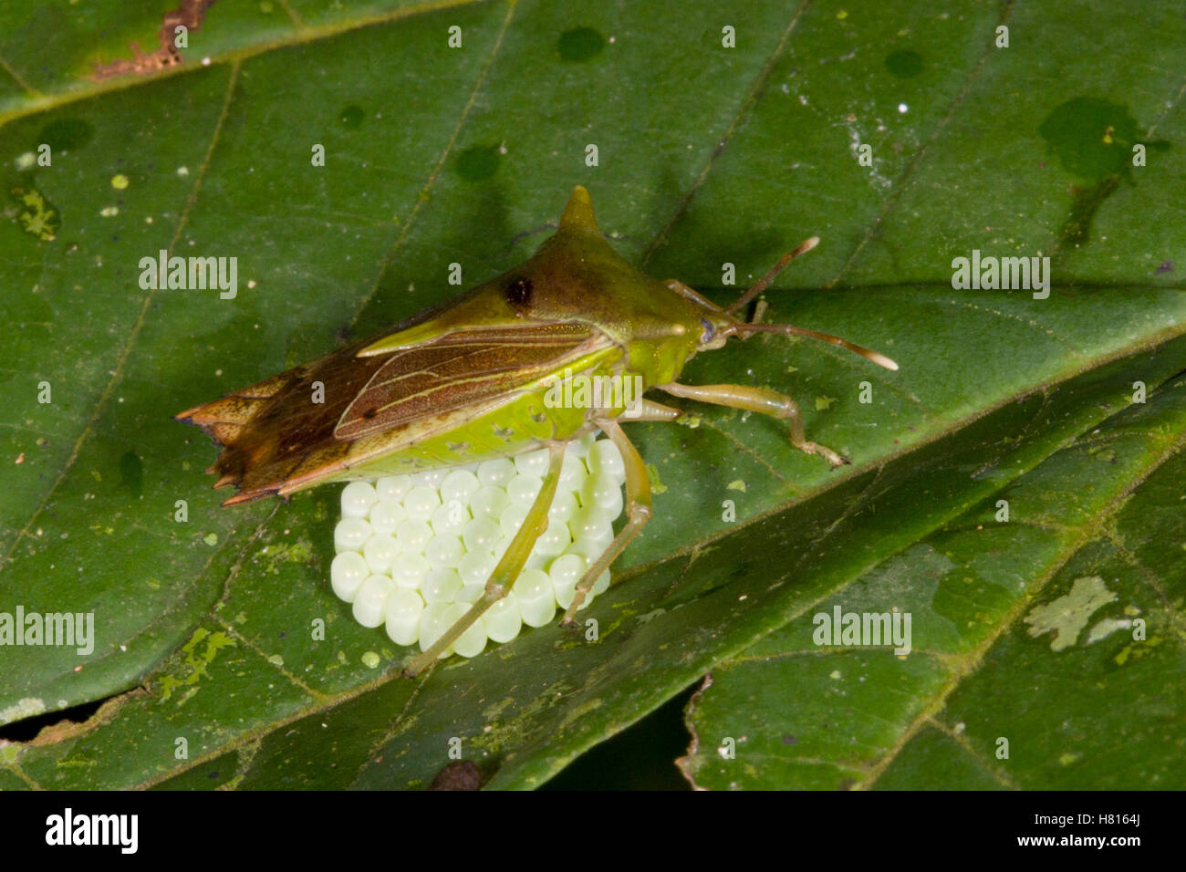 Stink Bug (Pentatomidae) mother with eggs on leaf, Danum Valley ...