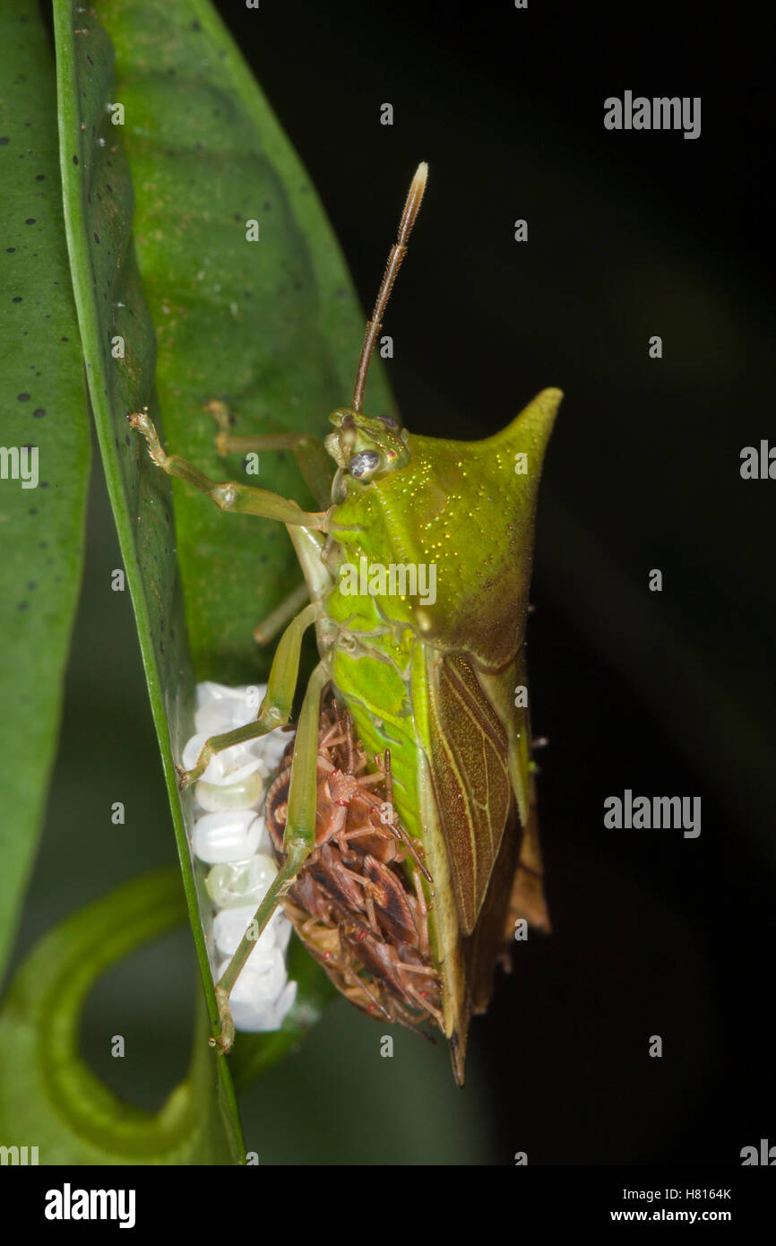 Stink Bug (Pentatomidae) with hatchlings on belly, Danum Valley ...