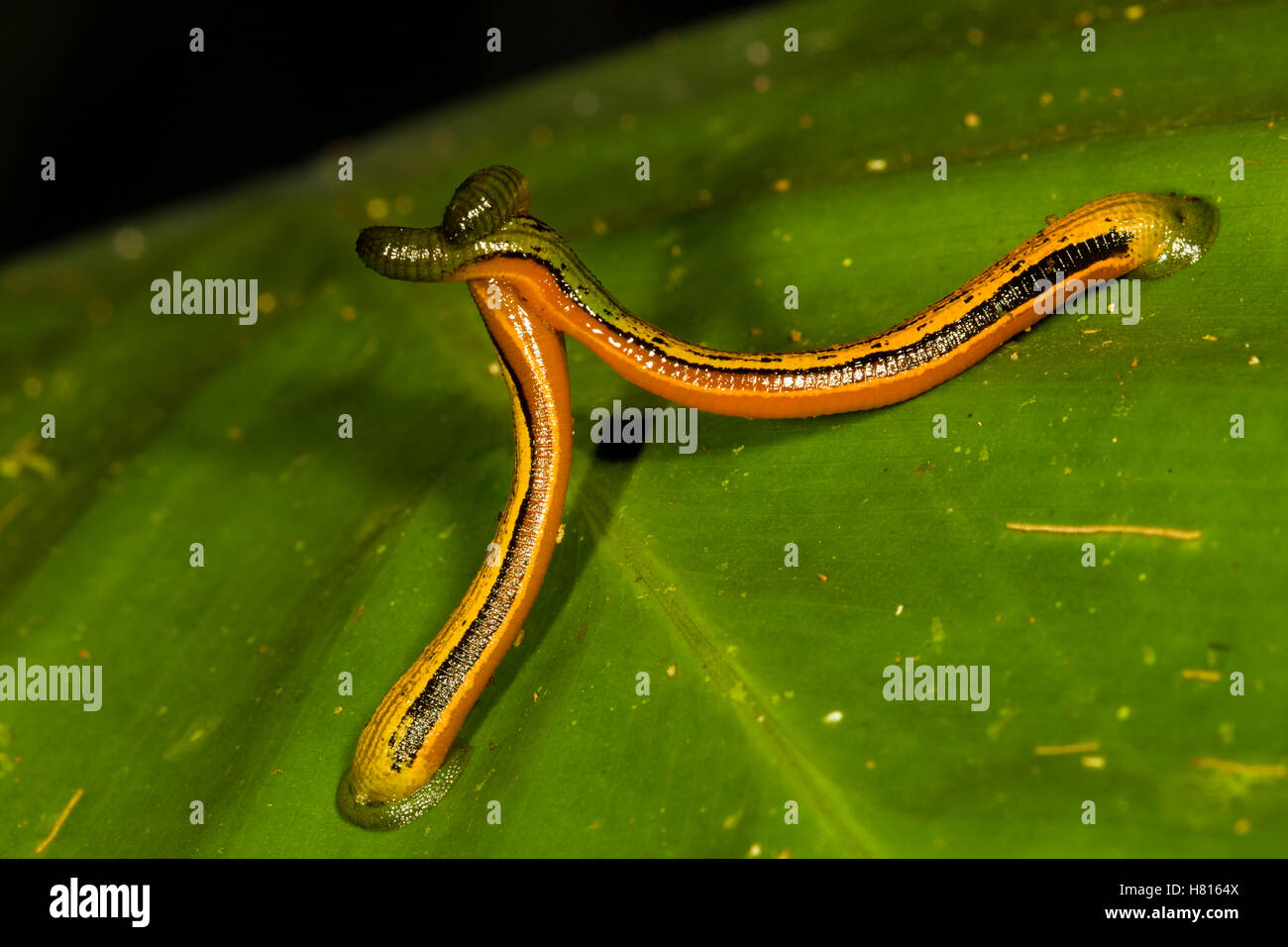 Tiger Leech (Haemadipsa picta) pair fighting, Danum Valley Conservation Area, Malaysia Stock ...