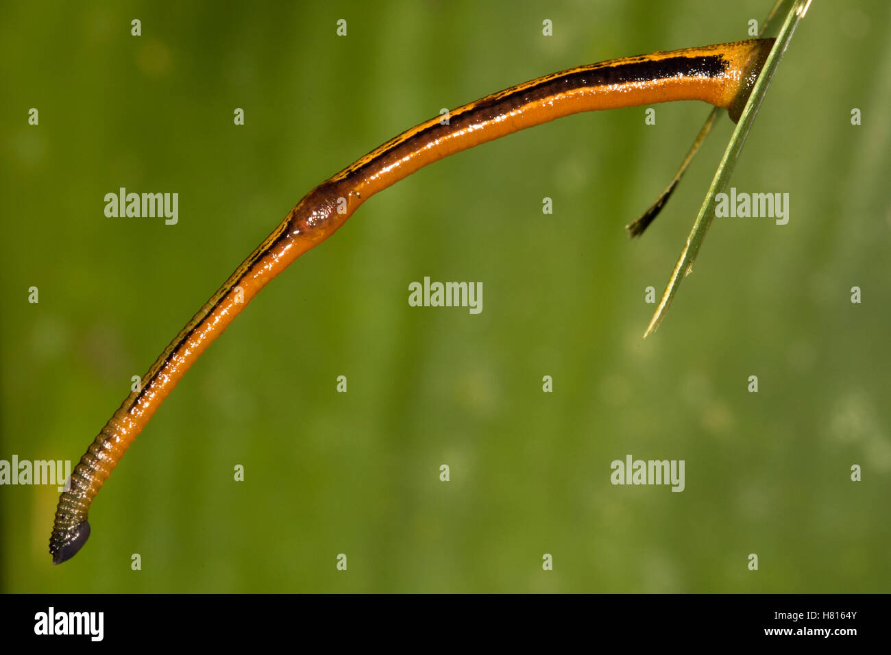 Tiger Leech (Haemadipsa picta), Danum Valley Conservation Area ...