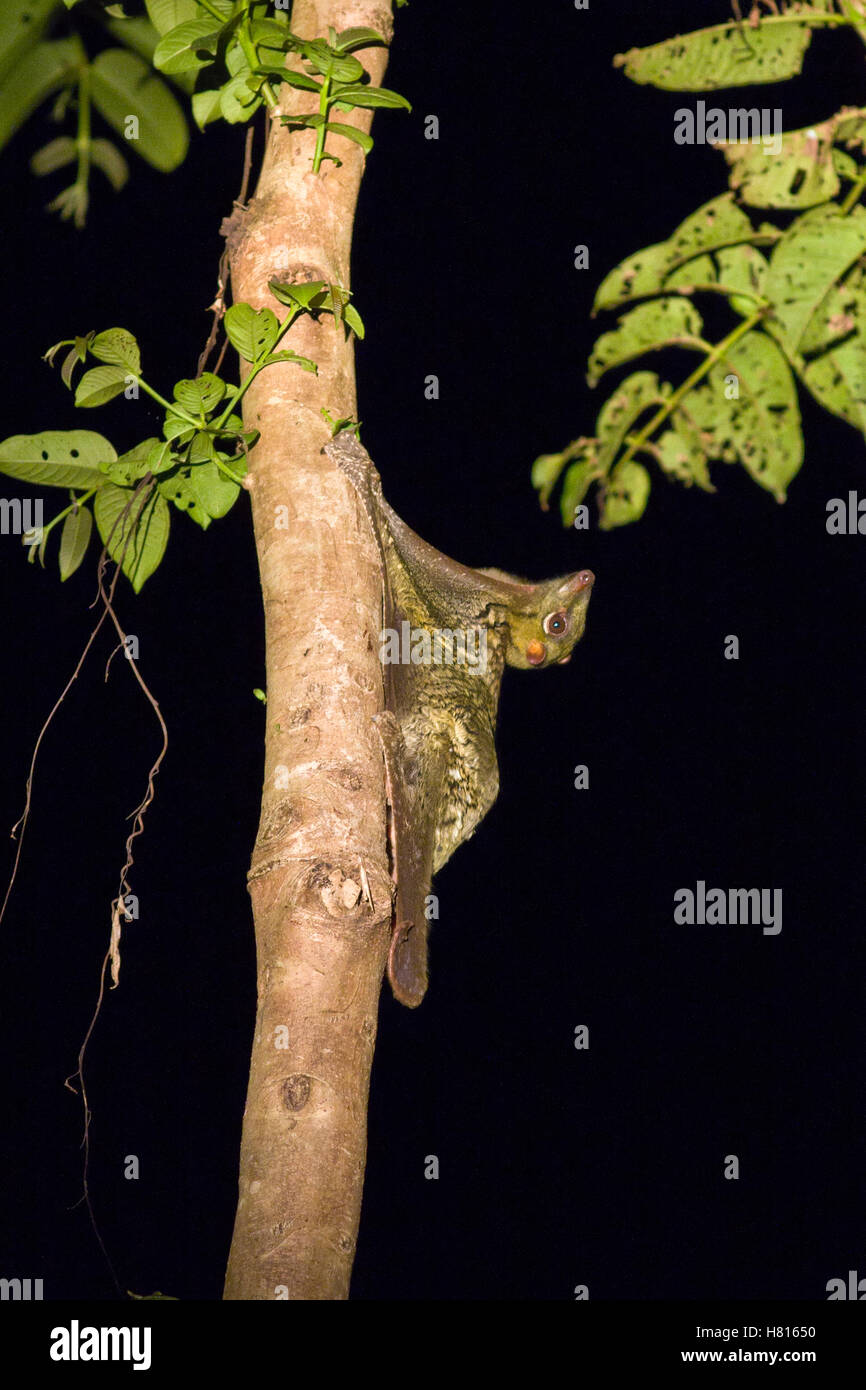 Malayan Flying Lemur (Cynocephalus variegatus) at night, Danum Valley ...