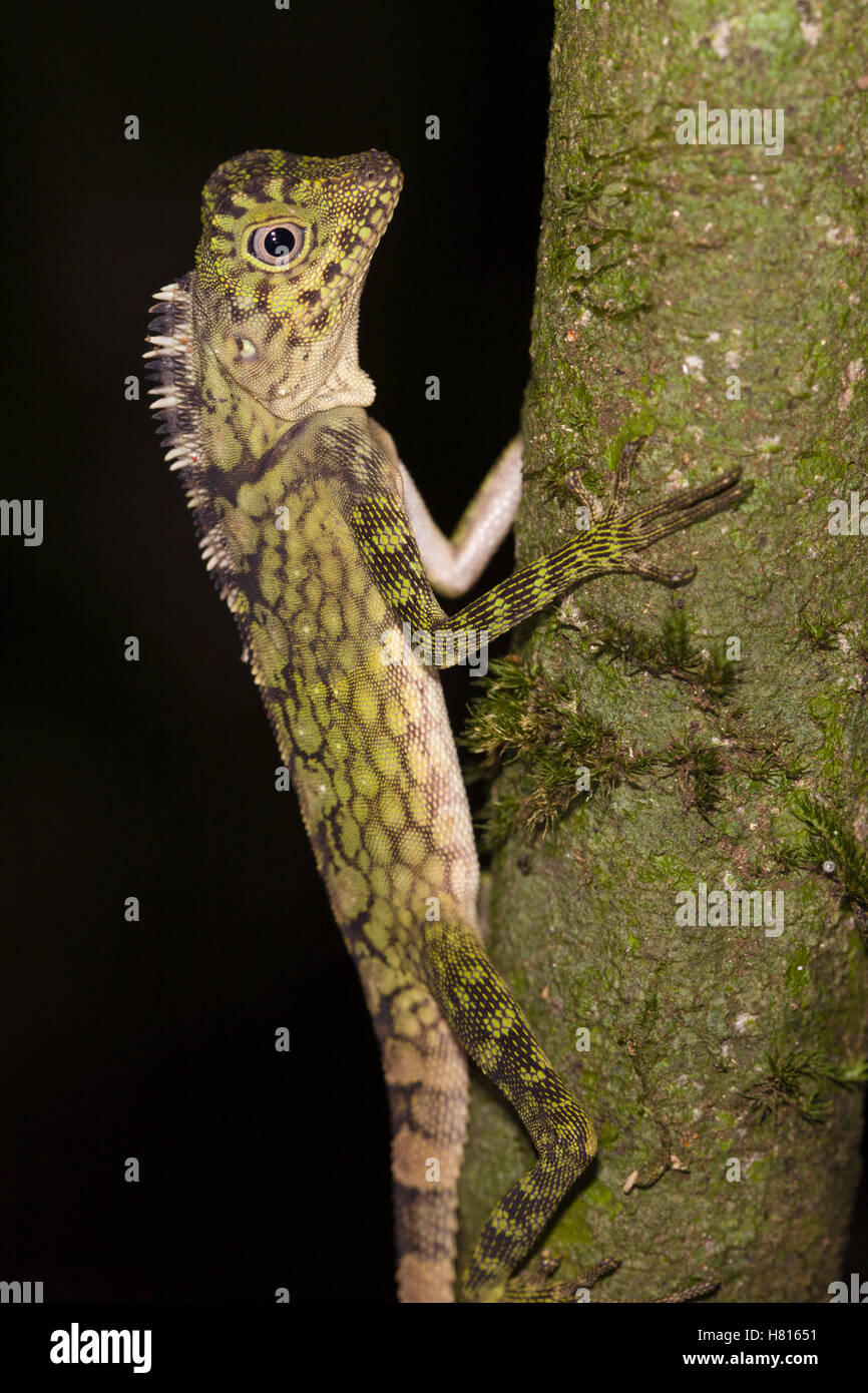 Borneo Anglehead Lizard (Gonocephalus bornensis), Danum Valley ...