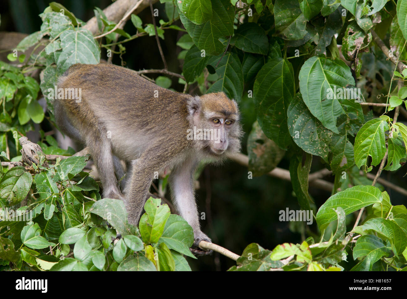 Long-tailed Macaque (Macaca fascicularis) female, Kinabatangan River ...